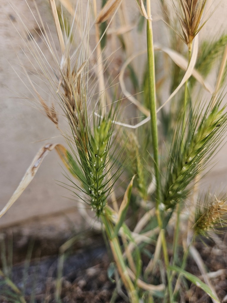 wall barley from Villa Alemana, Valparaíso, Chile on December 08, 2024 ...