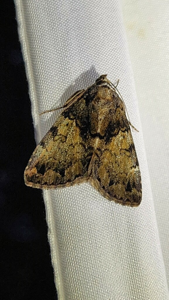 False Underwing from Caroline County, MD, USA on June 01, 2024 at 05:38 ...
