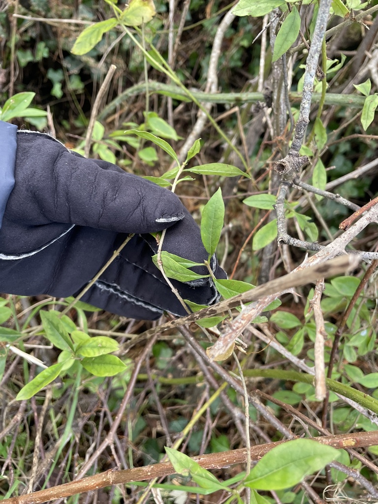 Common Privet from Llandow, Cowbridge, Wales, GB on December 8, 2024 at ...