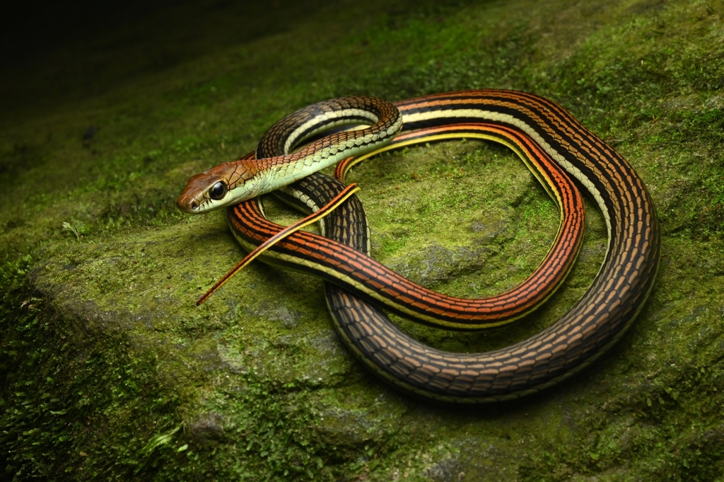 Striped Bronzeback from Poring Hot Spring on December 08, 2024 at 11:09 ...