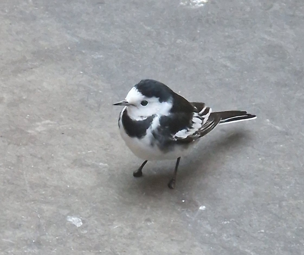 White Wagtail from Montfichet Road Unit D3, Westfield Stratford City ...