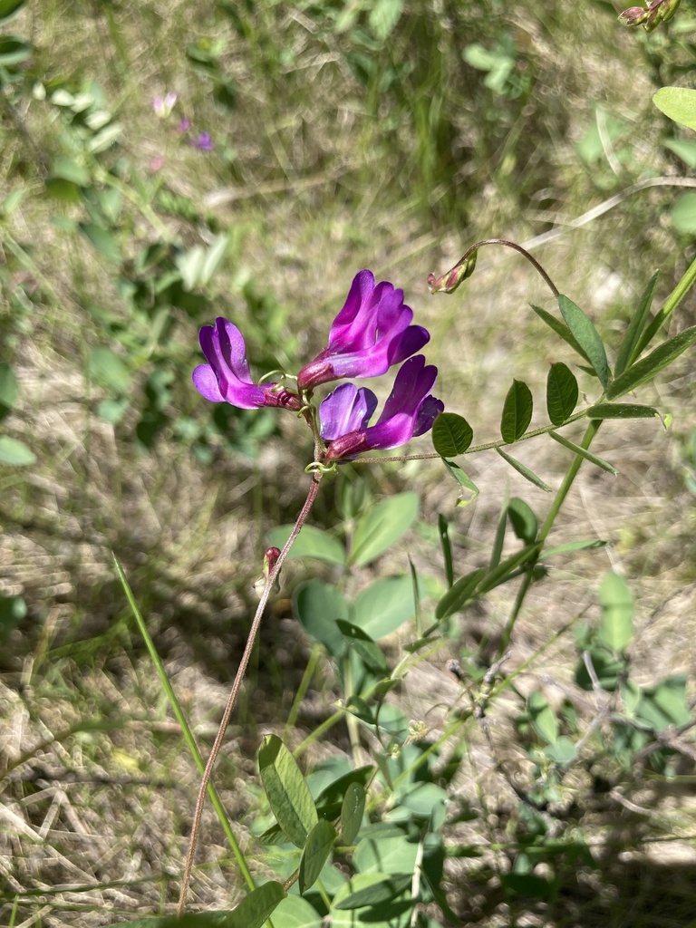 American vetch from Southeast Calgary, Calgary, AB, Canada on June 20 ...