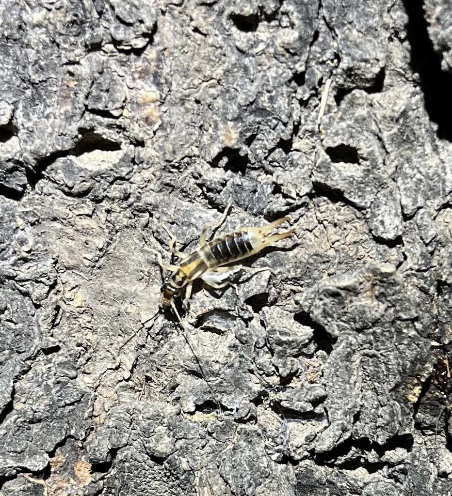 Shore Earwig from Big Bend National Park, Brewster County, US-TX, US on ...
