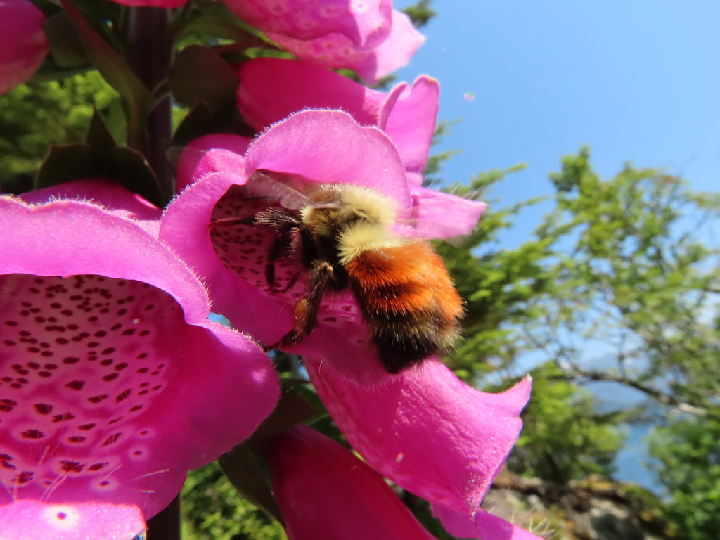Black-tailed Bumble Bee from Sitka, AK, USA on June 28, 2019 at 04:02 ...