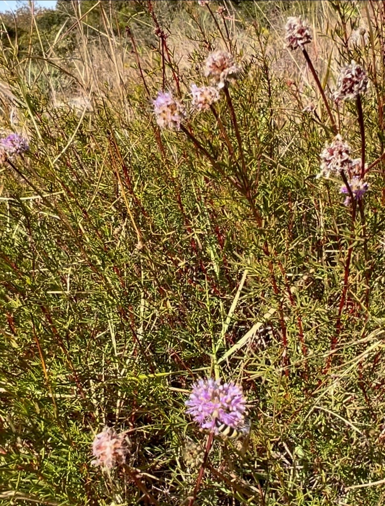 Feay's Prairie Clover from Rockledge, FL, US on December 8, 2024 at 01: ...