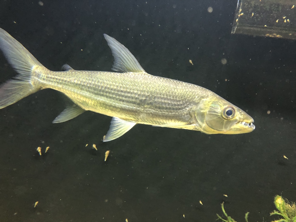 Goliath Tigerfish (Hydrocynus goliath) - Marine Life Identification