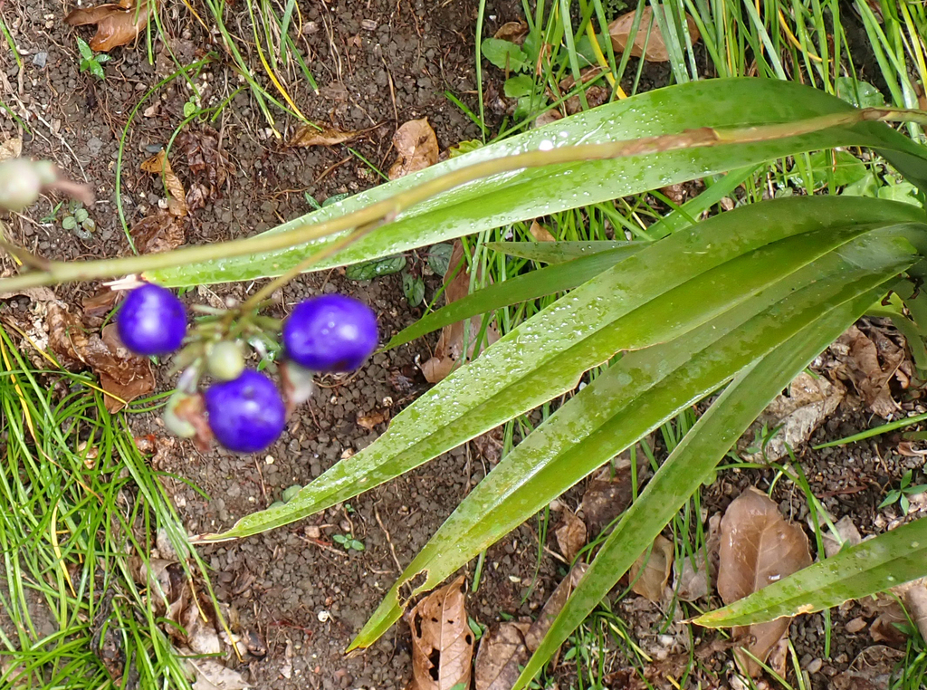 Dwarf Lily-turf from Malorua, Vanuatu on November 14, 2024 at 09:17 AM ...