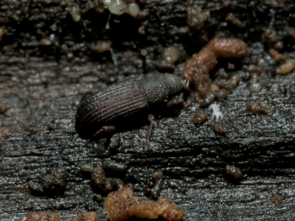 American Billbug Weevil from Mansfield Township, NJ, USA on December 08 ...