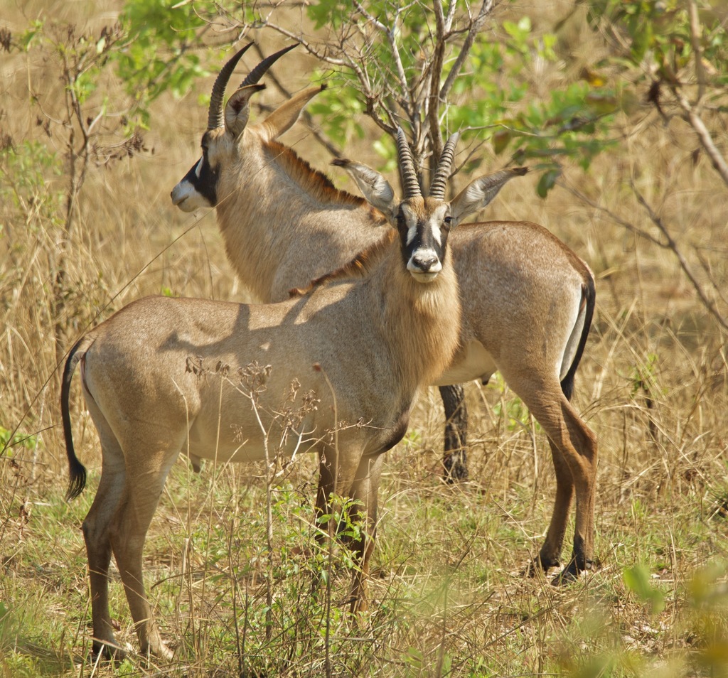 Roan Antelope from Mpanda, Tanzania on August 19, 2018 at 10:27 AM by ...