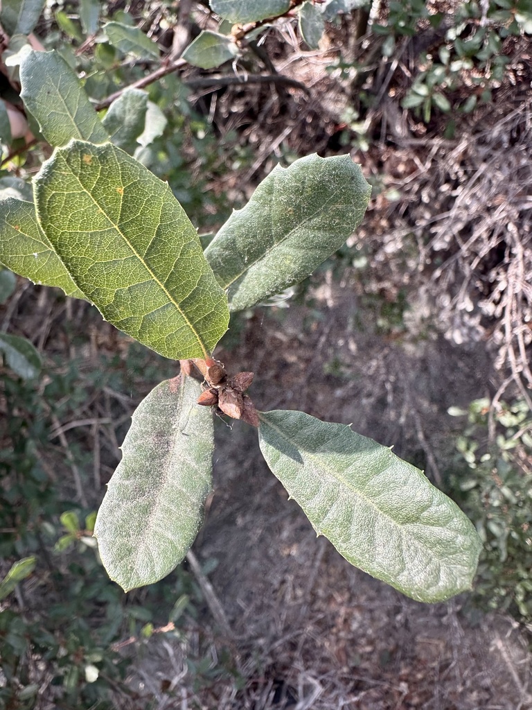 Quercus berberidifolia × engelmannii from Cormorant Cir, Newport Beach ...
