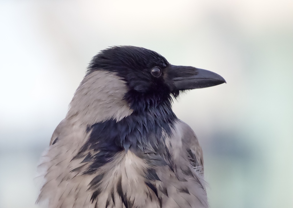 Hooded Crow from Bjørvika, Oslo, Norway on December 8, 2024 at 04:40 AM ...