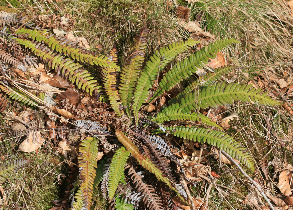 deer fern from Saltoun on March 24, 2015 at 02:28 PM by Sandy Rae ...