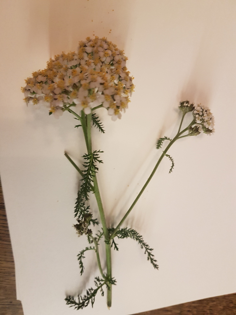 common yarrow from Walthamstow, London, UK on November 5, 2024 at 07:45 ...
