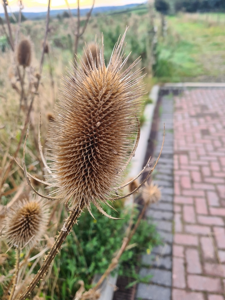 wild teasel from Warton, Carnforth, UK on September 29, 2024 at 08:20 ...