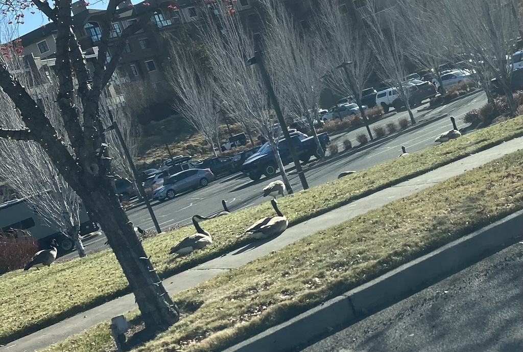 Canada Goose from SE Railroad St, Bend, OR, US on December 8, 2024 at ...