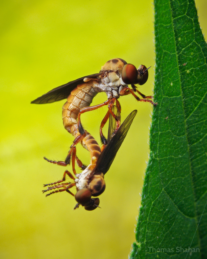 Gnat Ogres in June 2010 by Thomas Shahan · iNaturalist