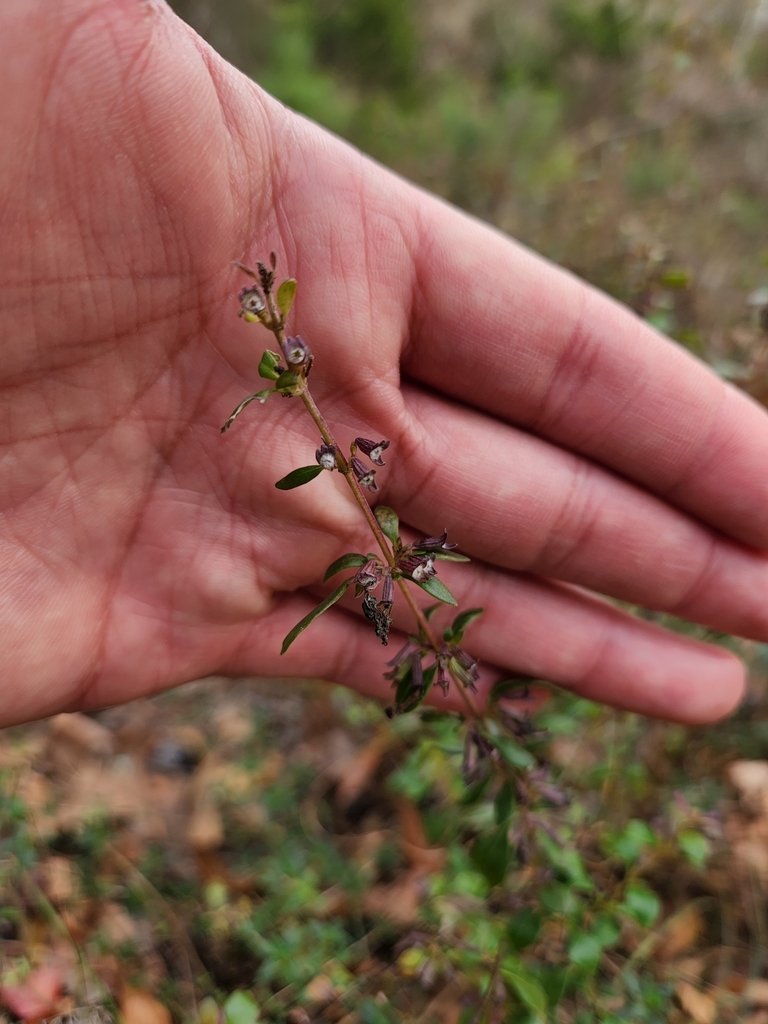 Georgia calamint from Stonecrest, GA 30038, USA on December 8, 2024 at ...