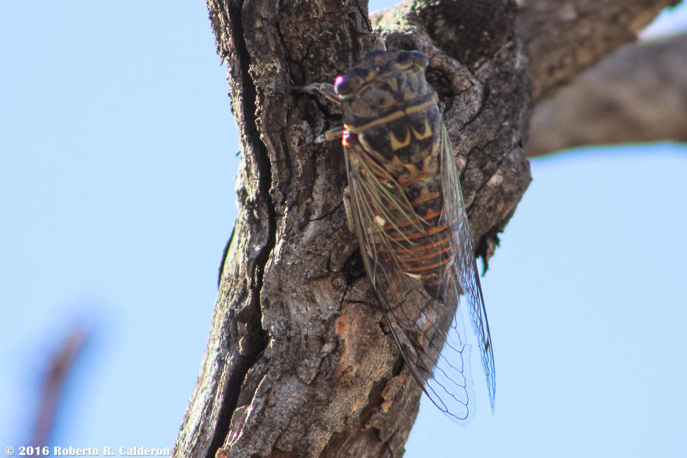Texas Dog-day Cicada from Enchanted Rock State Natural Area, 16710 ...
