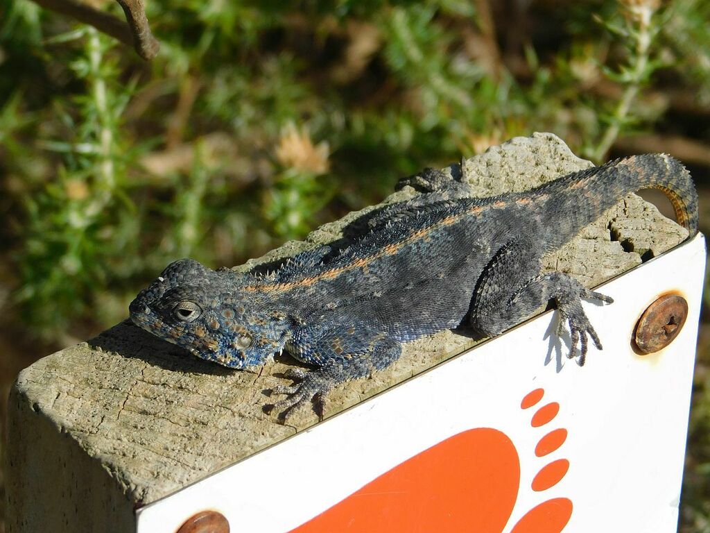 Southern Rock Agama from Hardepeer Trail Greyton, 7233, South Africa on December 8, 2024 at 08: ...