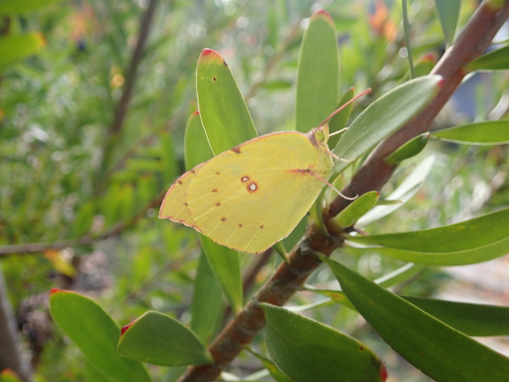 California Dogface in November 2024 by Krissa Klein · iNaturalist