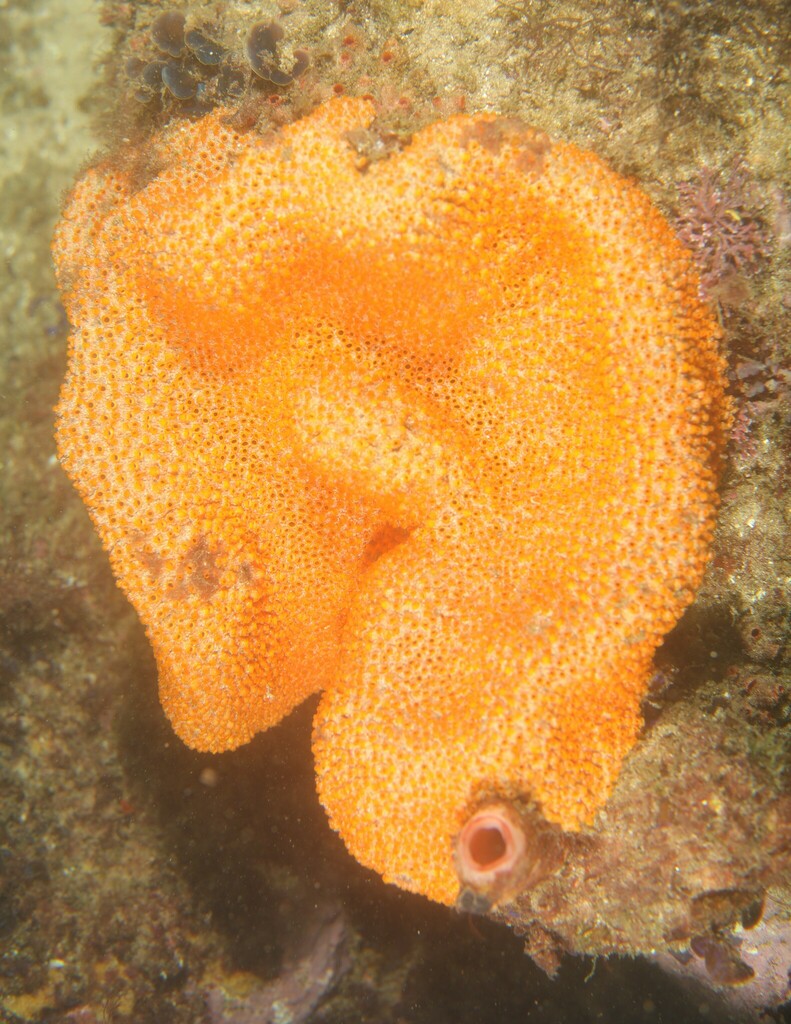 Polyandrocarpa lapidosa from 1 Bower Ln, Manly NSW 2095, Australia on ...