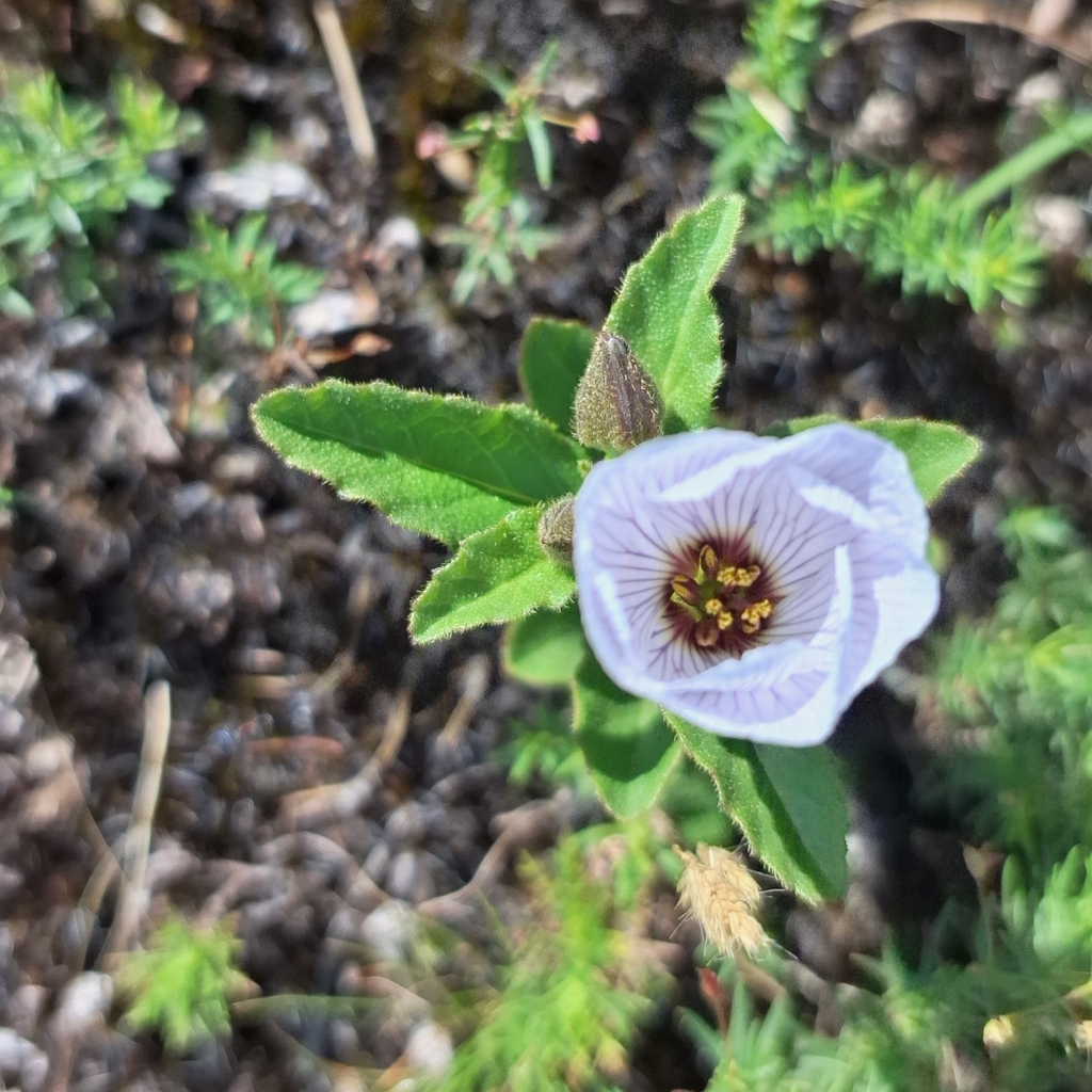 Piriqueta suborbicularis in December 2024 by cbeier · iNaturalist