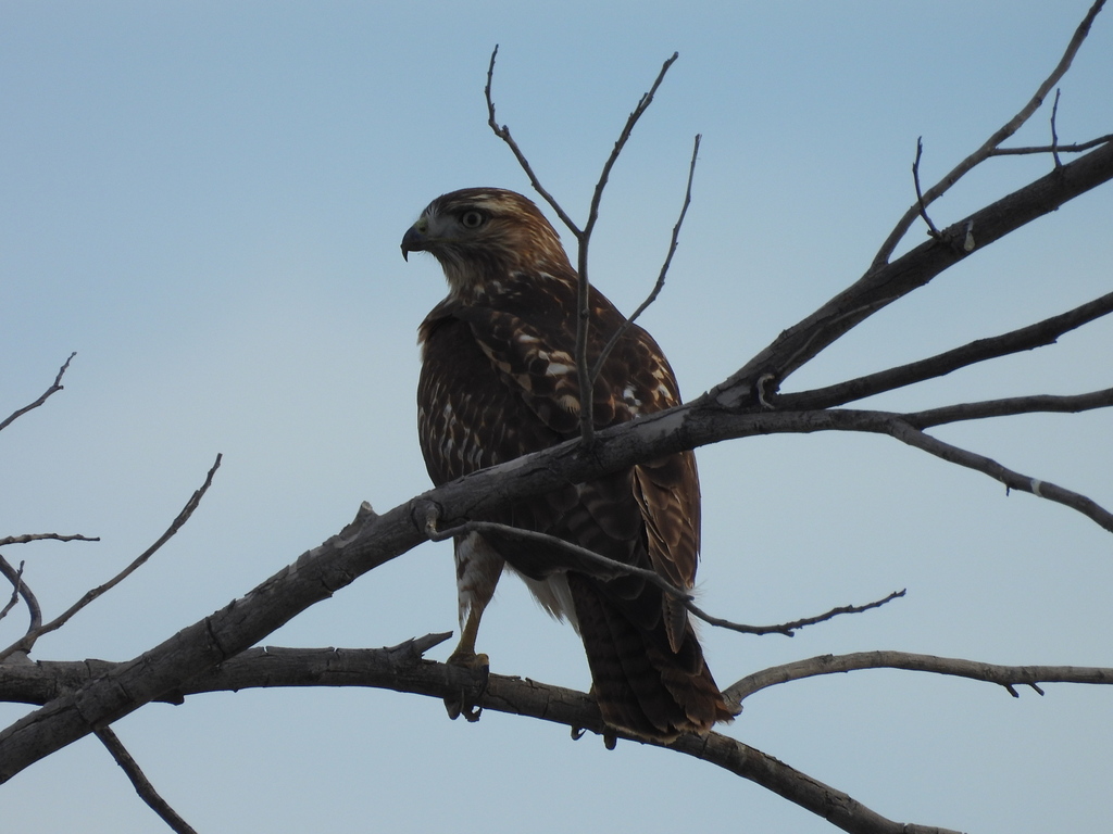 Red-tailed Hawk from Bermejillo, Dgo., México on November 27, 2024 at ...