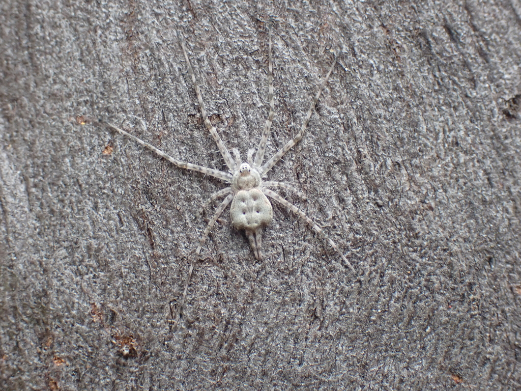 Two-tailed Spiders from Bairnsdale VIC 3875, Australia on February 21 ...