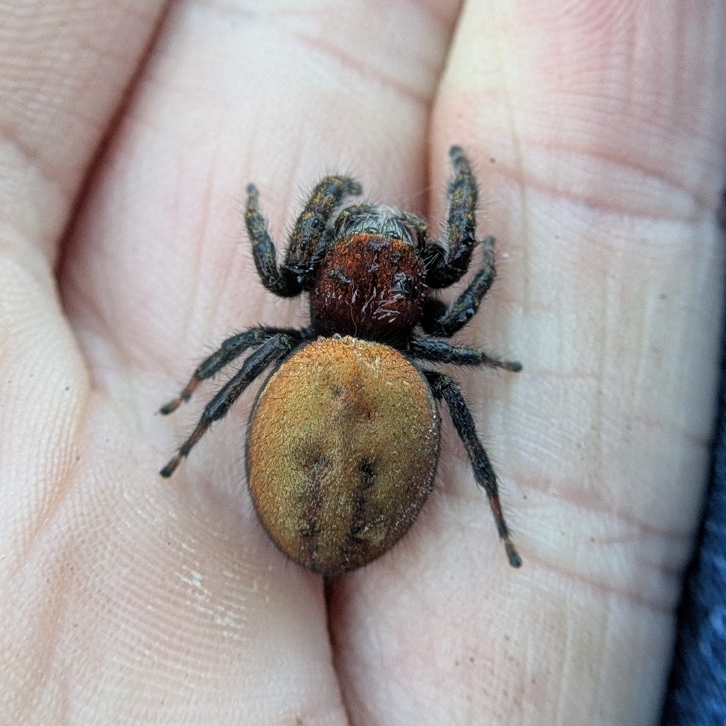 Cardinal Jumping Spider in December 2024 by Leif · iNaturalist