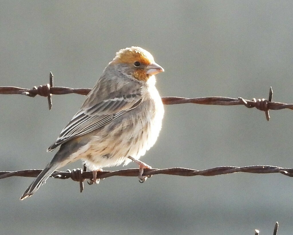 House Finch from Eschbach, WA, USA on December 8, 2024 at 01:05 PM by ...