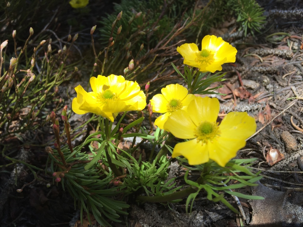 alpine buttercup from Gilpin County, CO, USA on June 23, 2017 at 11:46 ...