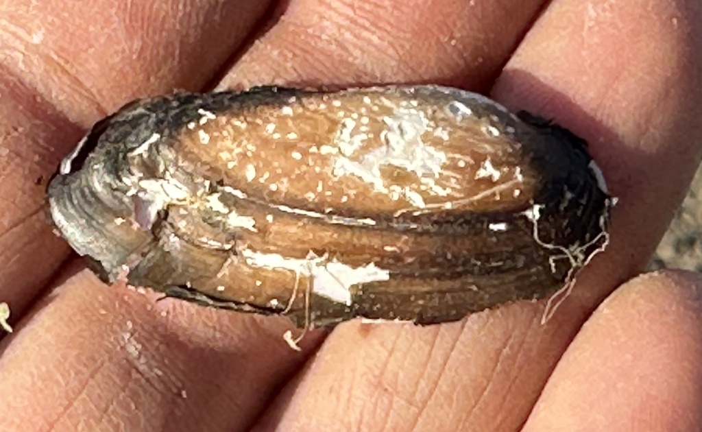Black Sandshell from Mississippi River, Prairie Du Chien, WI, US on ...