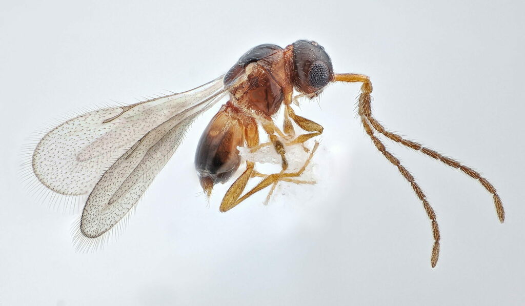 Lagynodes acuticornis from Bohan sur Semois, 5550 Vresse-sur-Semois ...