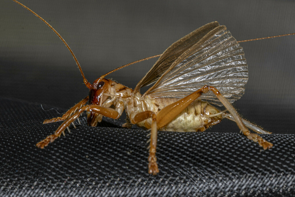 Australian raspy cricket from Stillwater, New Zealand on December 3 ...