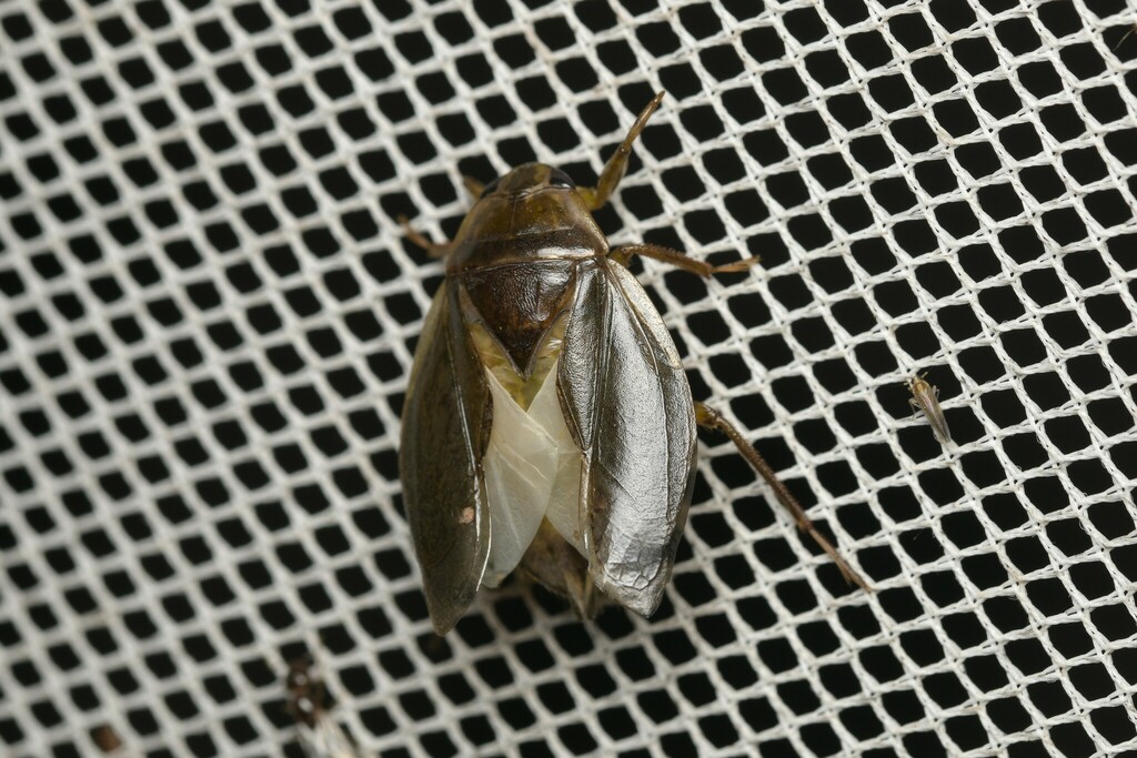 Diplonychus eques from Coffs Harbour NSW, Australia on December 08 ...