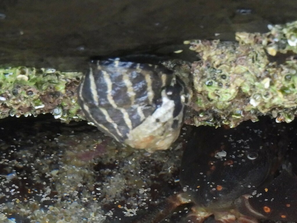 Zebra Top Snail from Sandbar NSW 2428, Australia on December 09, 2024 ...