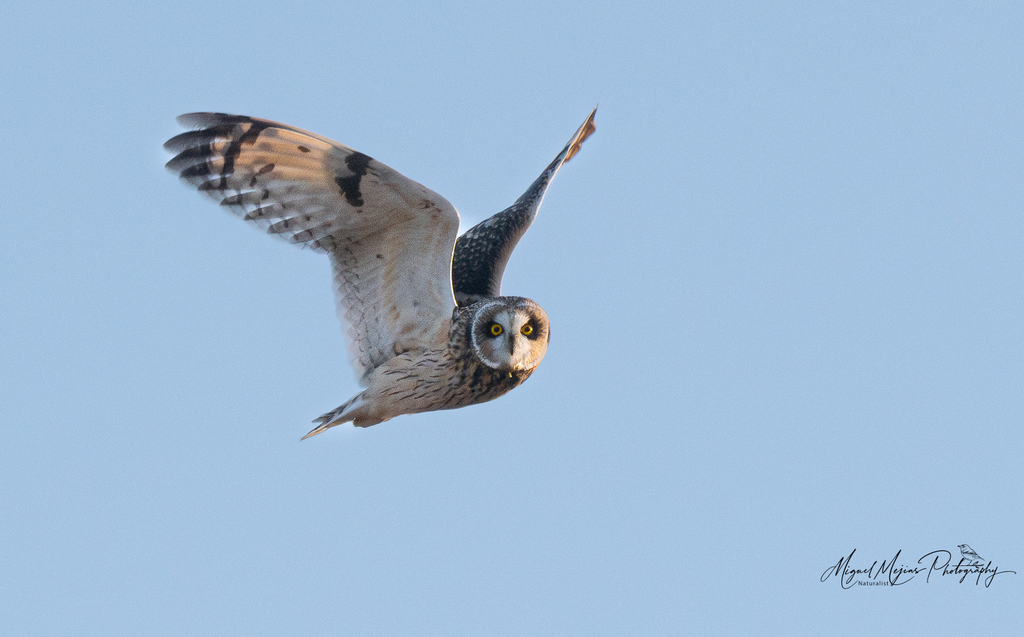 Short-eared Owl from St. George's Parish, Bermuda on December 07, 2024 ...