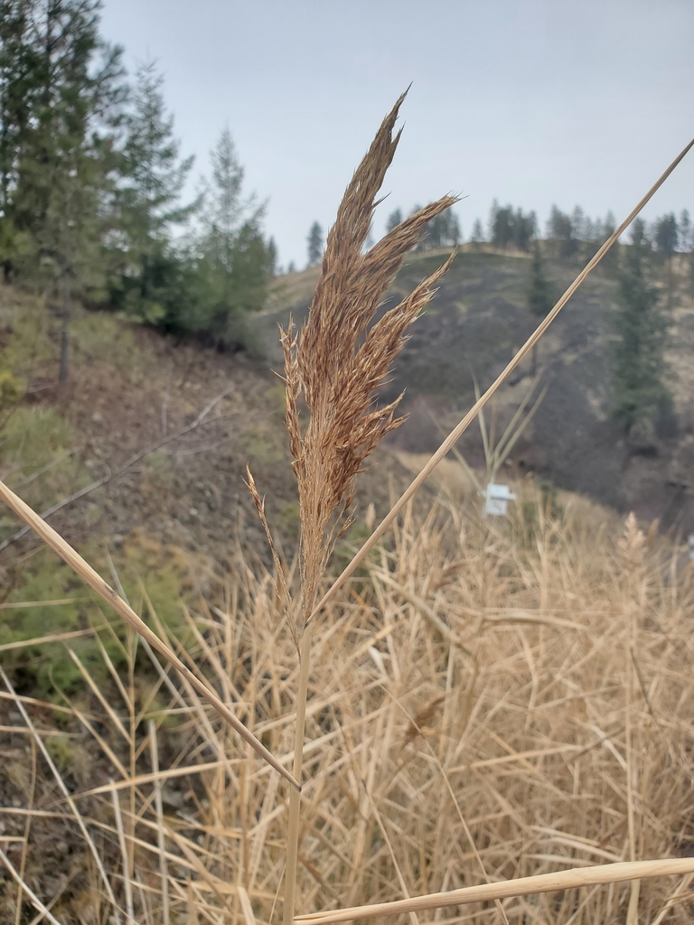American common reed from Creston, WA 99117, USA on December 08, 2024 ...