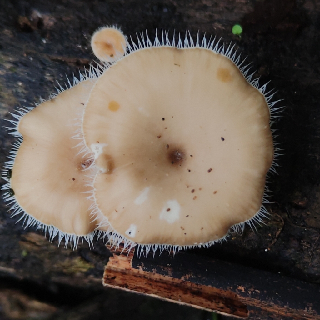 Lentinus flexipes from 73563 Pue., México on December 7, 2024 at 03:06 ...