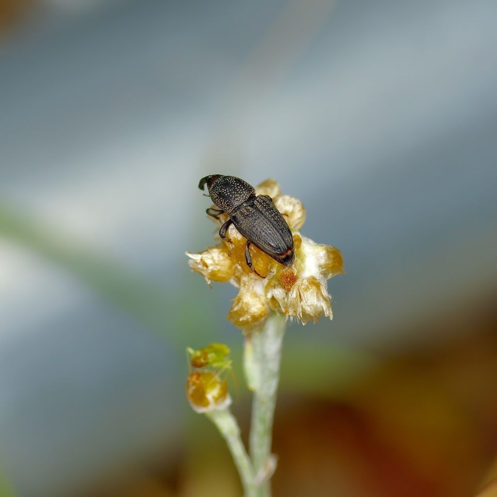 Billbug Weevils from Lago Vista, TX 78645, USA on December 8, 2024 at ...