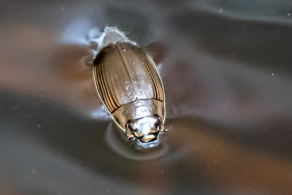 Macrogyrus from Bunyip State Park, Tynong North, VIC, AU on December 09 ...