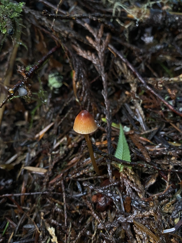 Bleeding Bonnet from Capital, BC, CA on December 8, 2024 at 02:45 PM by ...
