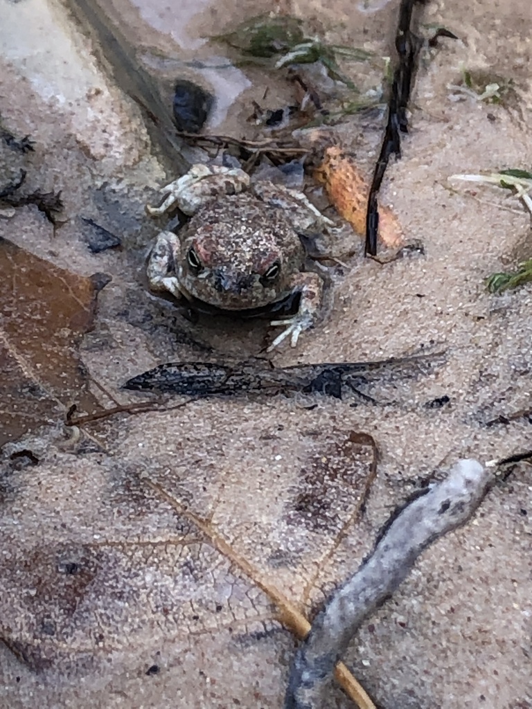 Frogs and Toads from North Fork Virgin River, Springdale, UT, US on ...
