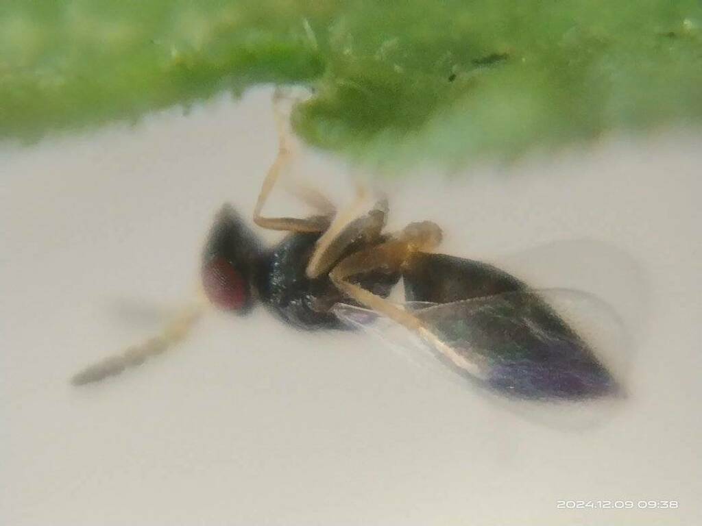 Chalcidoid Wasps from Kaohsiung, TW-KH, TW on December 08, 2024 at 10: ...