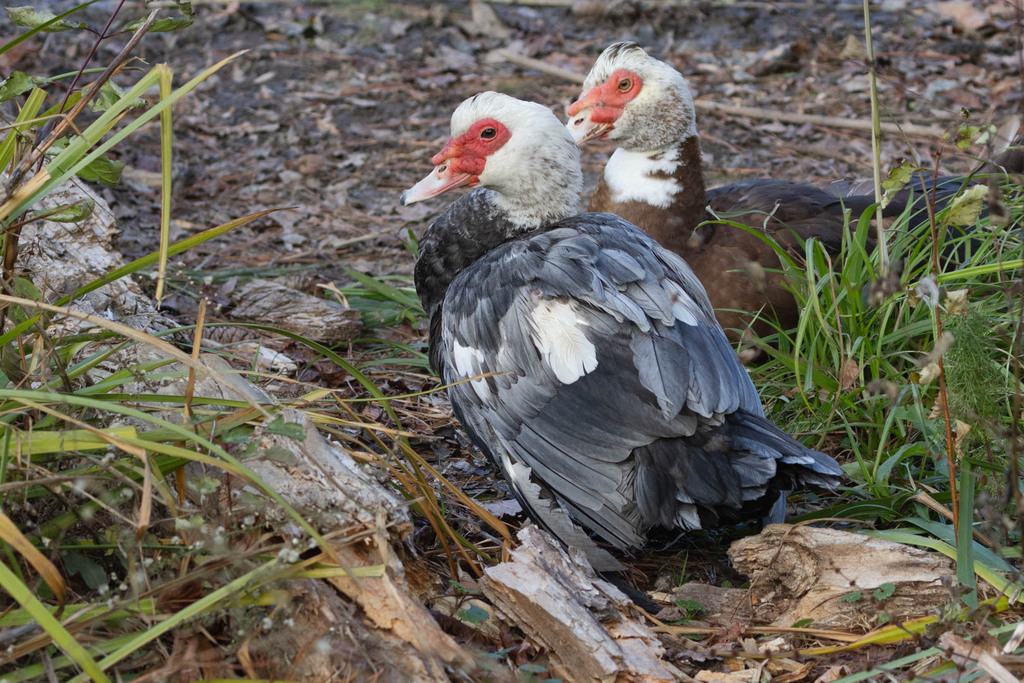 Muscovy Duck from Pine Lake, GA, USA on December 8, 2024 at 12:54 PM by ...
