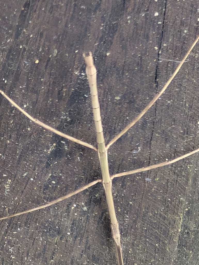 Common Walking Stick Insects from Santa Marta, Magdalena, Colombia on ...