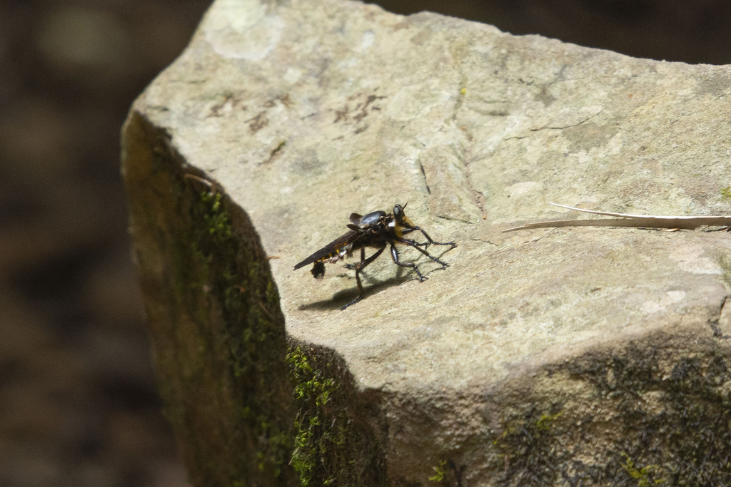 Giant Blue Robber Fly from Mungo Brush NSW 2423, Australia on December ...