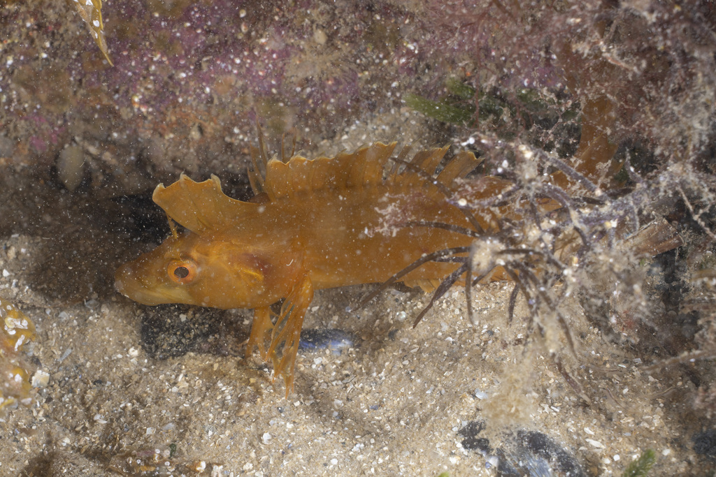 Longnose Weedfish from St Leonards VIC 3223, Australia on December 09 ...
