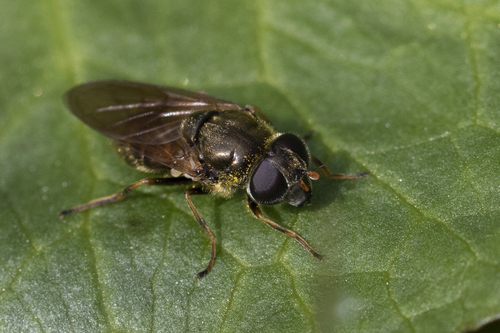 Cheilosia chloris · iNaturalist