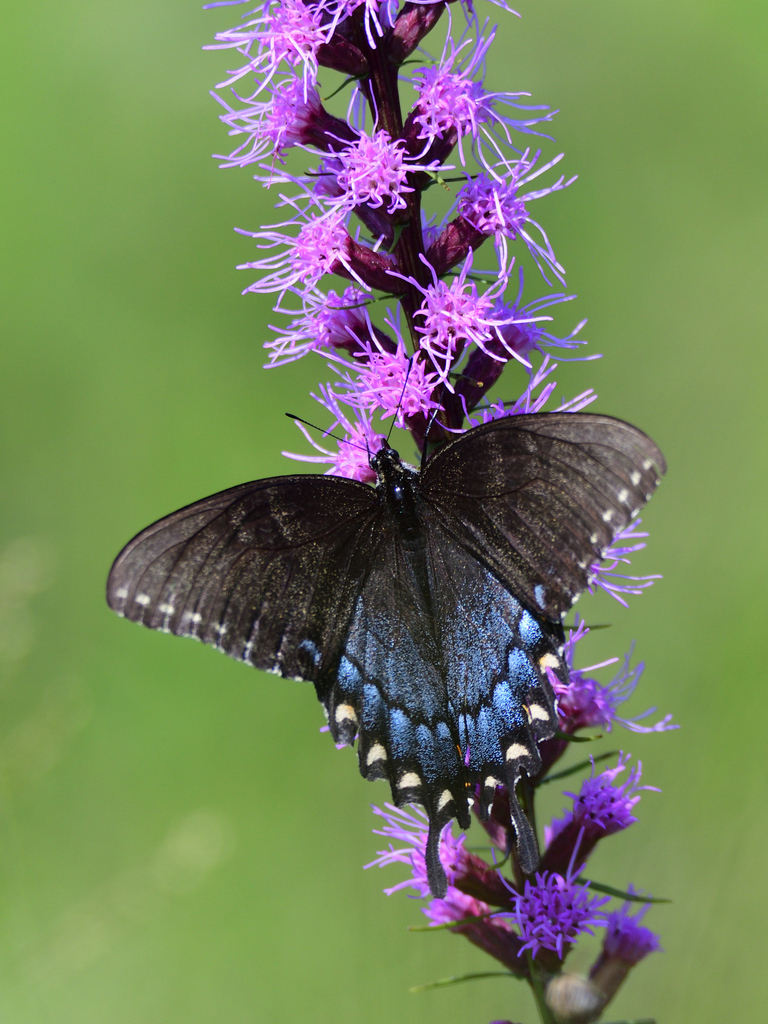 Eastern Tiger Swallowtail from Chaparral Prairie State Nature Preserve ...
